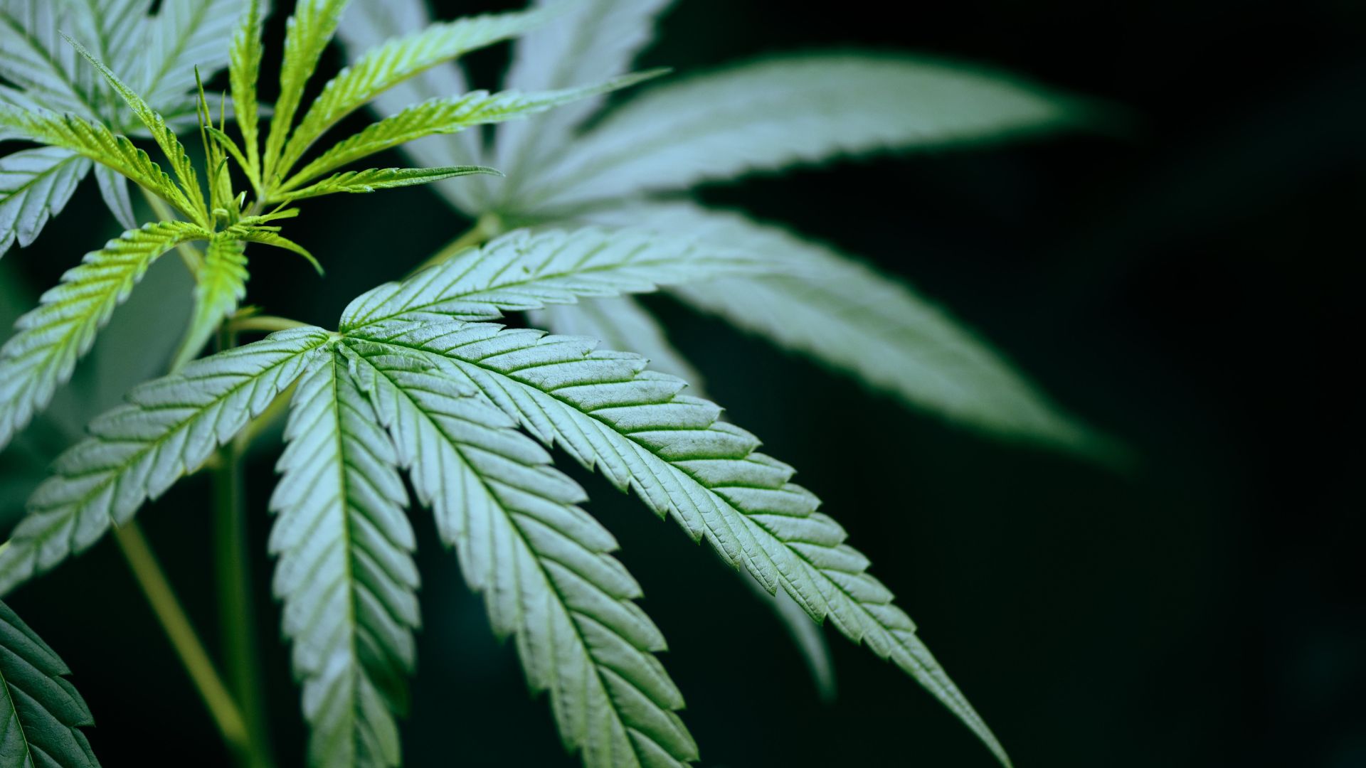 What is Zaza? Effects & Risks of Gas Station Heroin